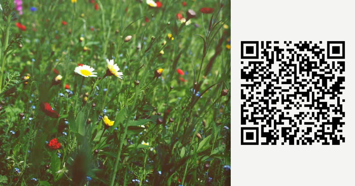 MobilePay Box: Holte Skakklub